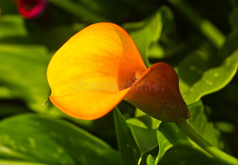 Yellow anthurium stock image. Image of fragile, blur - 29358849