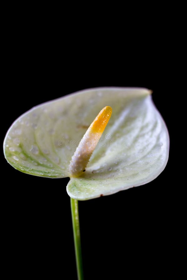 Red and Yellow Anthurium Flower Stock Image - Image of bright ...