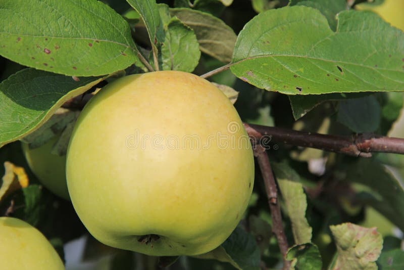Yellow Antonovka Apple on Apple Tree Branch Stock Photo - Image of diet ...
