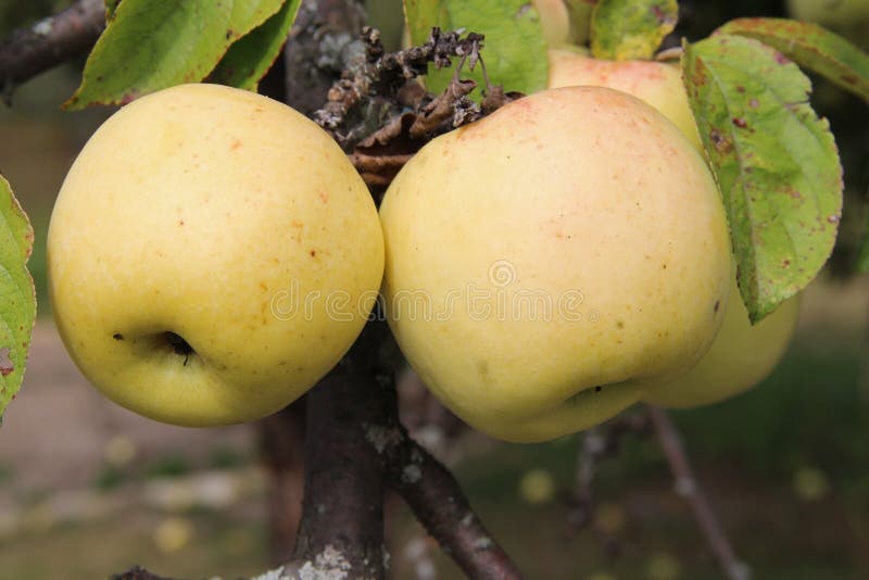 Yellow Antonovka Apples on Apple Tree Branch. Stock Photo - Image of ...