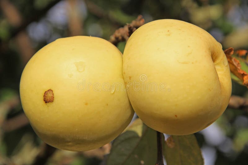 Yellow Antonovka Apples on Apple Tree Branch. Stock Photo - Image of ...