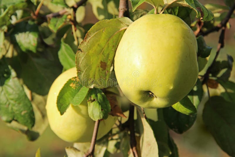 Yellow Antonovka Apples on Apple Tree Branch. Stock Photo - Image of ...