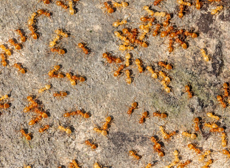 Yellow Ants on the Ground. Close-up Stock Photo - Image of orange ...
