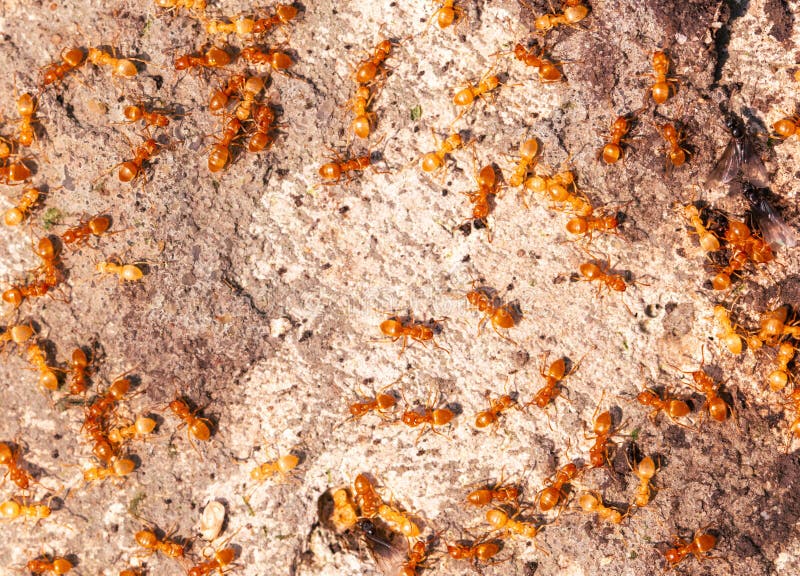 Yellow Ants on the Ground. Close-up Stock Photo - Image of yellow ...
