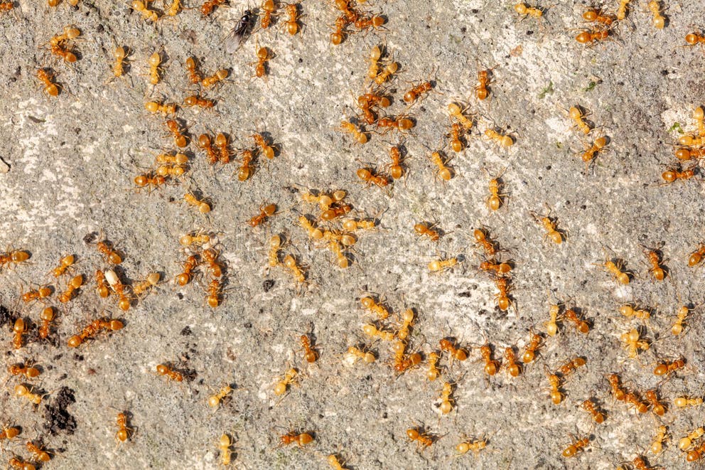 Yellow Ants on the Ground. Close-up Stock Photo - Image of nature ...