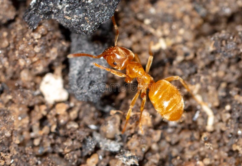 Yellow ants on the ground. stock image. Image of nature - 231979551