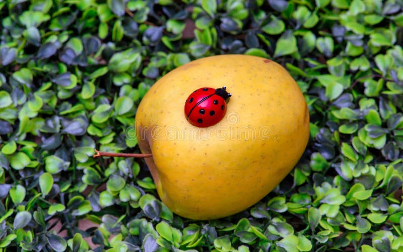 Yellow Apple with a Red Ladybug on it Stock Photo - Image of delicious ...