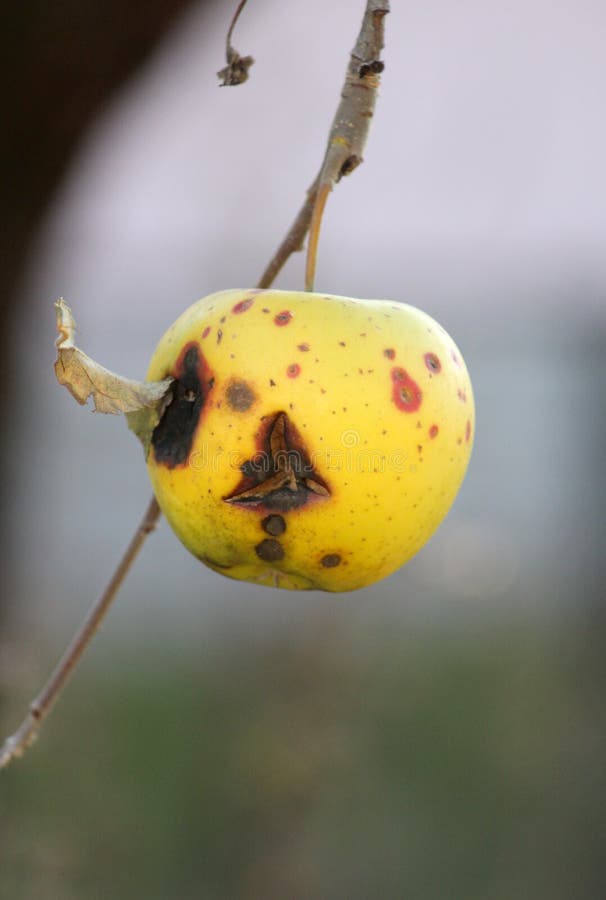 Yellow Apple on Tree Branch without Leaves Stock Image - Image of apple ...