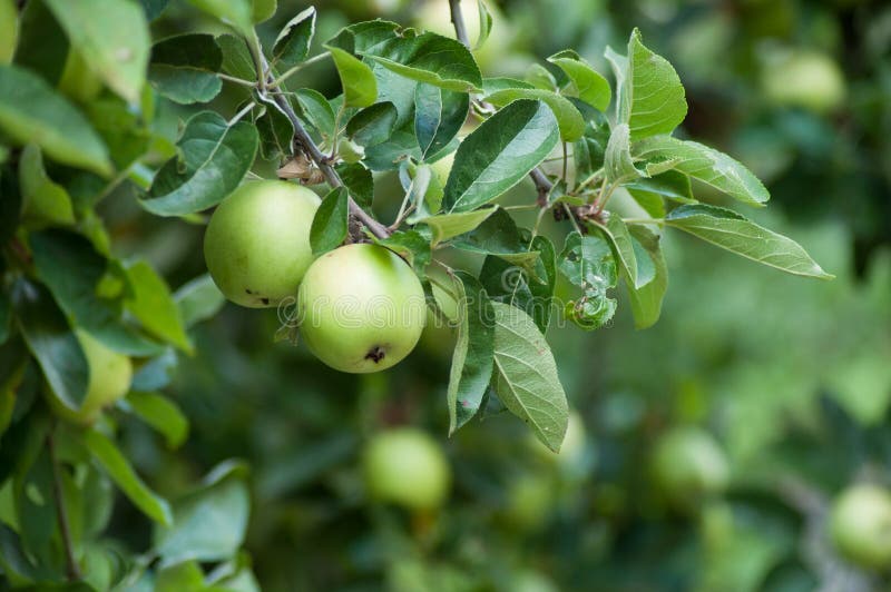 Yellow Apple in Apple Tree in a Garden Stock Photo - Image of season ...