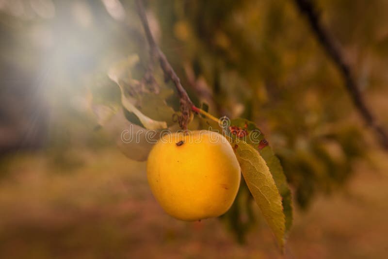 Yellow apple on the tree stock image. Image of harvest - 77198003