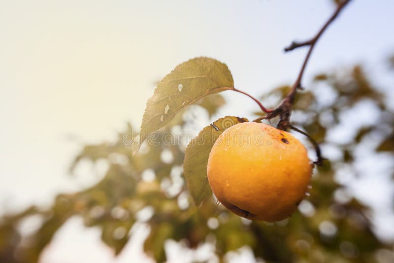 Yellow apple on the tree stock image. Image of freshness - 77195277