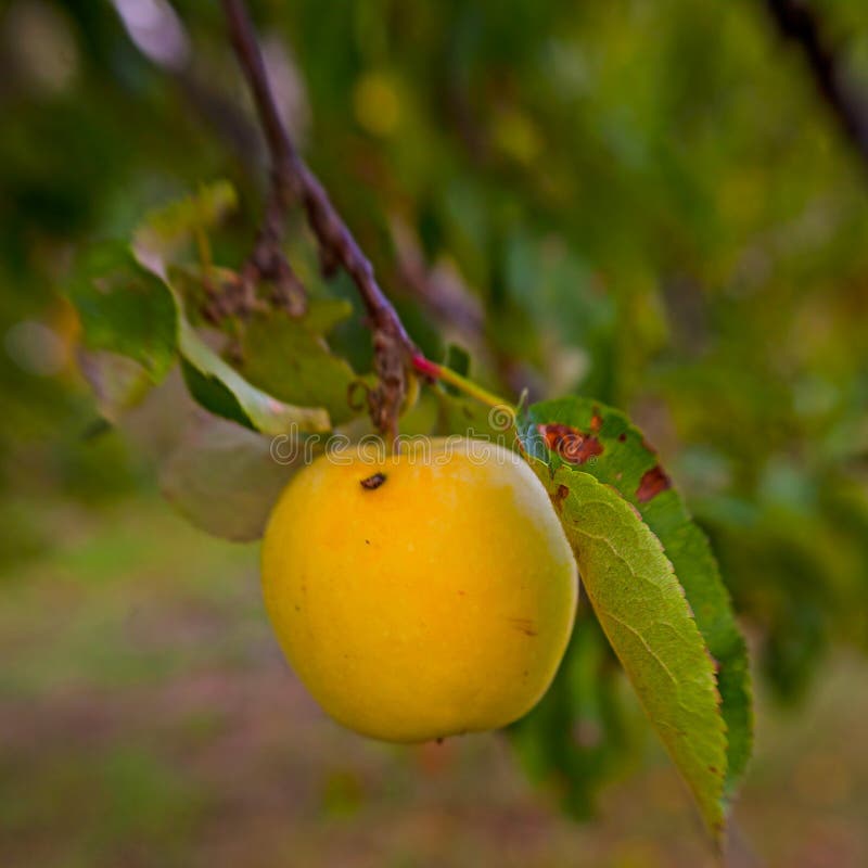 Yellow apple on the tree stock image. Image of fresh - 77197523