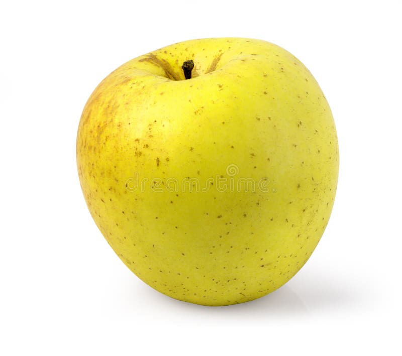 Ripe bright yellow apple stock photo. Image of image - 34021400