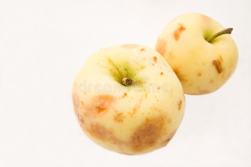 Yellow apples stock photo. Image of yellow, apple, rotten - 10257660