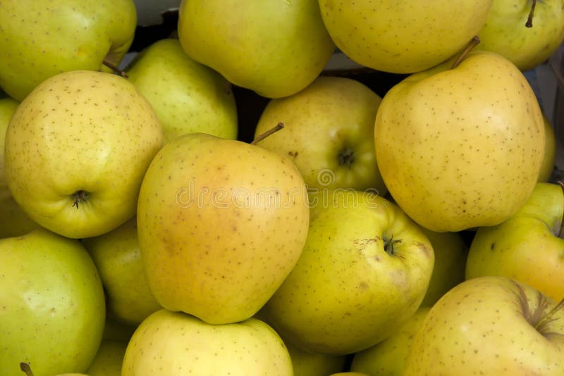 Yellow apples stock photo. Image of high, field, colorful - 14400550
