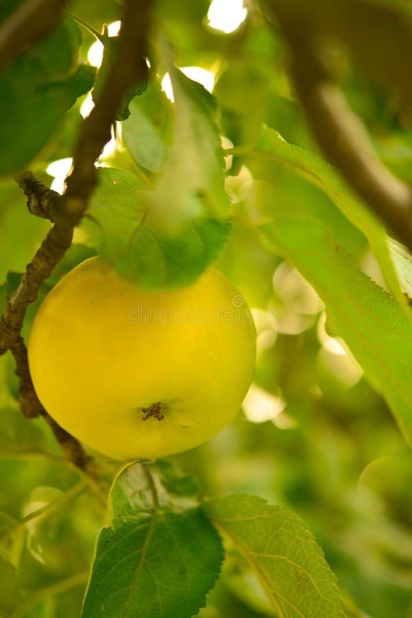 Yellow apples stock image. Image of juicy, botany, fruit - 34145237