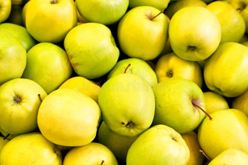 Yellow apples stock image. Image of tasty, market, ingredient - 6177593 Yellow apples stock image. Image of tasty, market, ingredient - 6177593