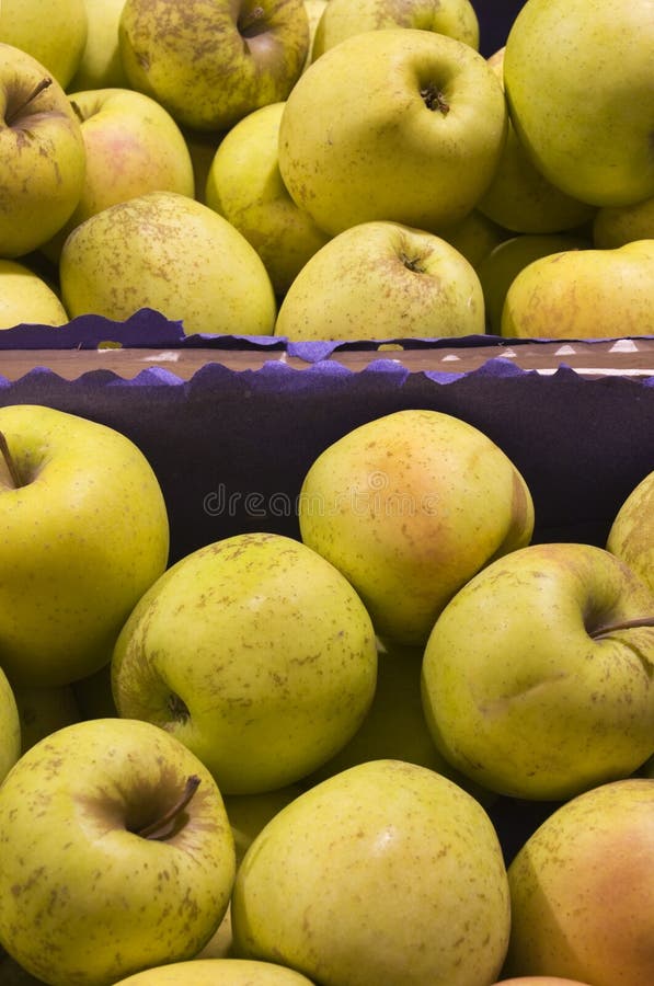 Yellow apples stock photo. Image of cultivator, organic - 7536514
