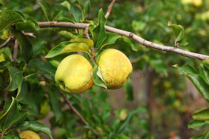 Yellow Apples on Apple Tree Branch with Green Leaves. Stock Photo ...