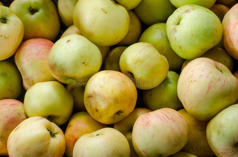 Yellow apples stock image. Image of symbolic, healthy - 77608823