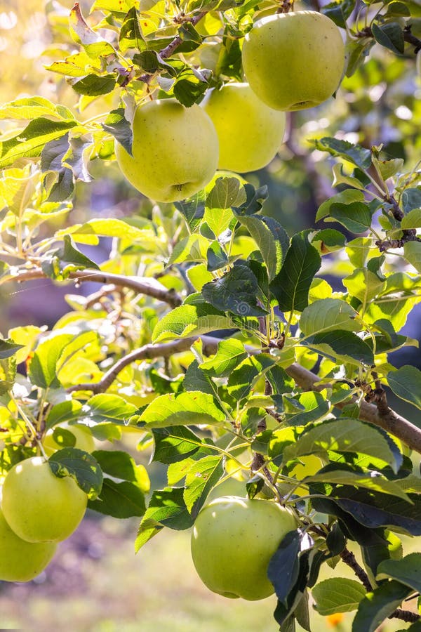 Yellow Apples in a Tree during Autumn Stock Image - Image of hanging ...