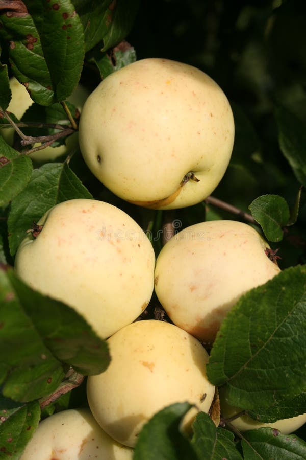 Yellow Apples on Tree Branches Stock Image - Image of tree, striped ...