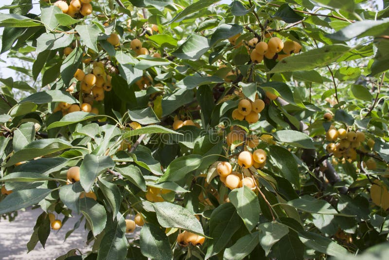 Yellow Apples on a Tree of Paradise Stock Photo - Image of green ...