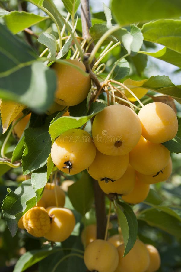 Yellow Apples on a Tree of Paradise Stock Image - Image of plant ...