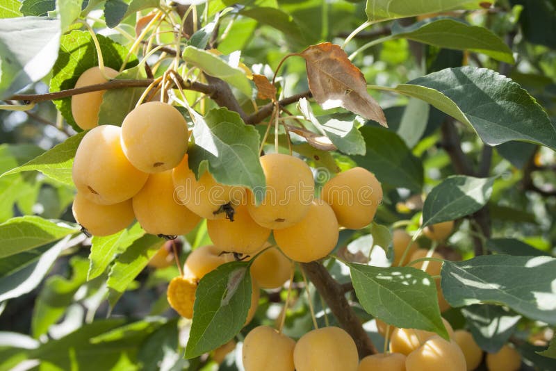 Yellow Apples on a Tree of Paradise Stock Photo - Image of diet, fiber ...