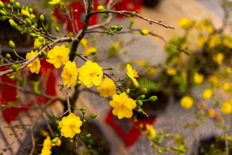 Yellow apricot blossom stock image. Image of outside - 181517697