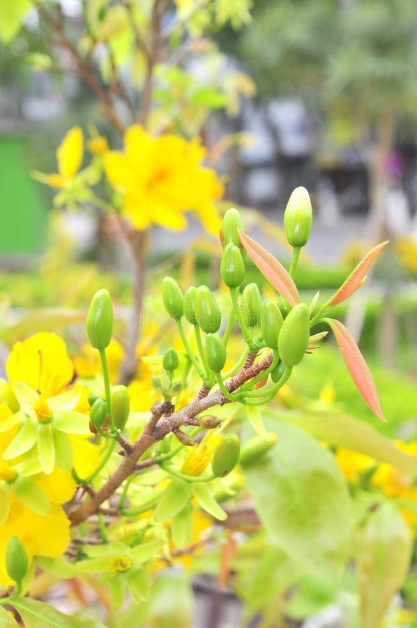 Yellow Apricot Blossom in the Spring Stock Image - Image of ancient ...