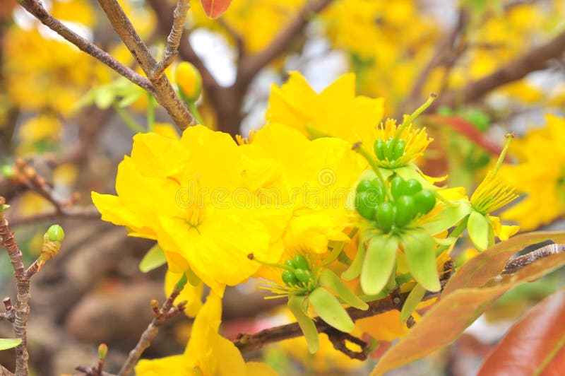Yellow Apricot Blossom in the Spring Stock Photo - Image of pots ...