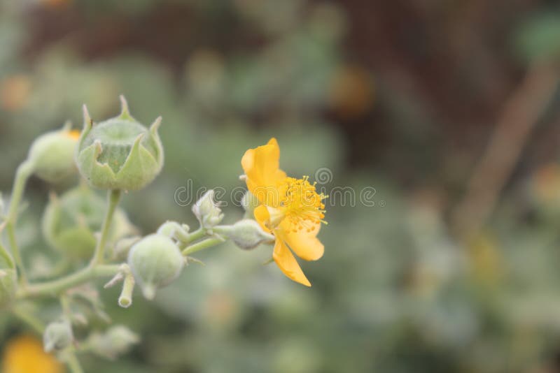 Yellow Apricot Flowers of India Stock Image - Image of bloom, floral ...