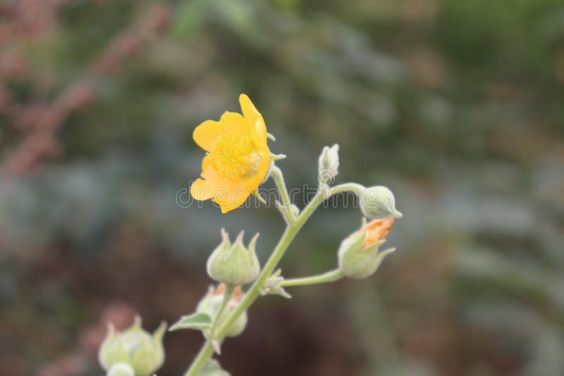 Yellow Apricot Flowers of India Stock Image - Image of closeup, beauty ...