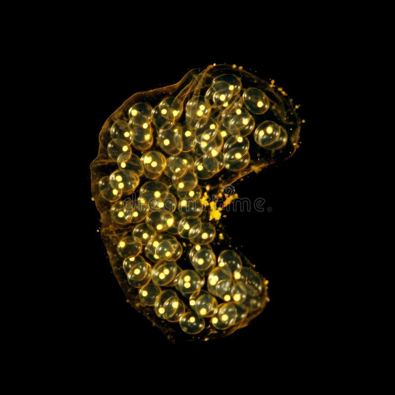 Yellow Aquarian Apple Snail Spawn Stock Photo - Image of shell, liquid ...