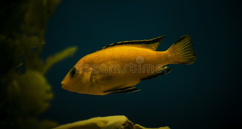 Yellow Aquarium Fish Close-up in Water on a Blue Background Stock Photo ...