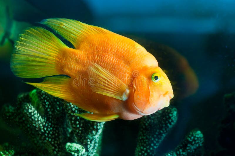 Yellow Aquarium Fish Near Corals Stock Photo - Image of isolated ...