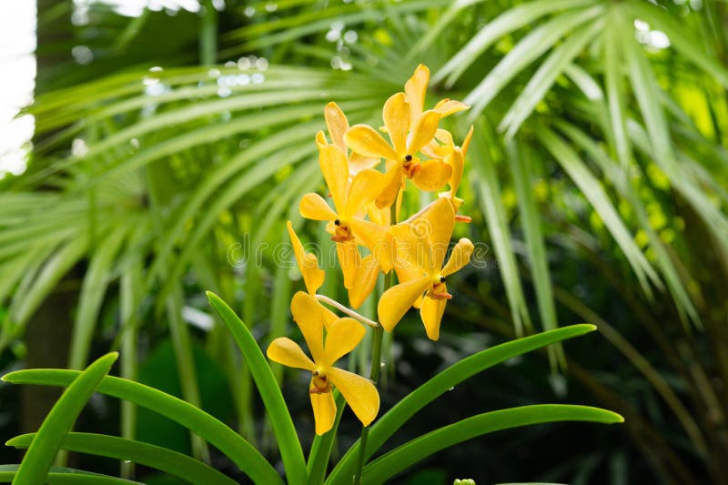 Yellow Aranda Super Yellow Orchid Flower in Singapore Stock Image ...