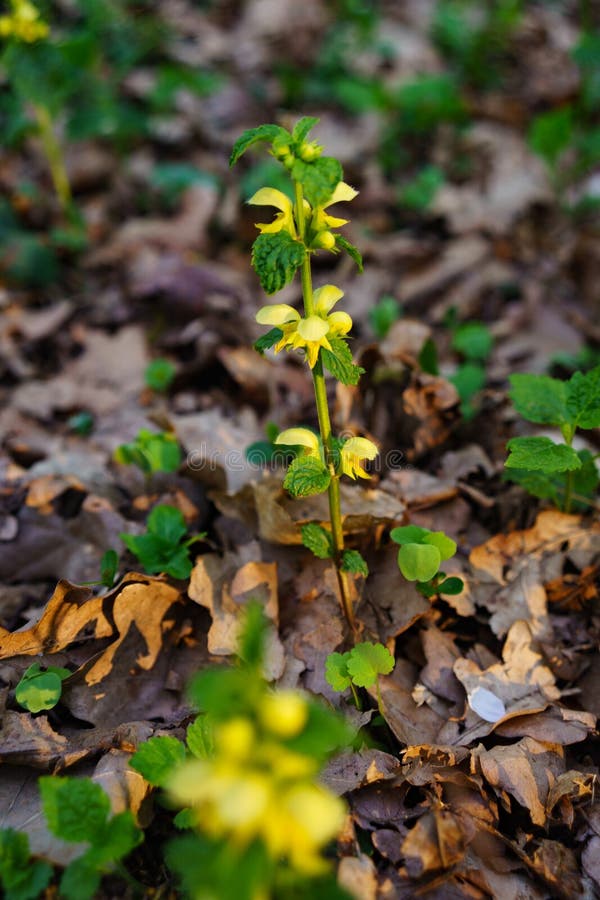 Yellow archangel on mulch stock image. Image of herb - 182942747