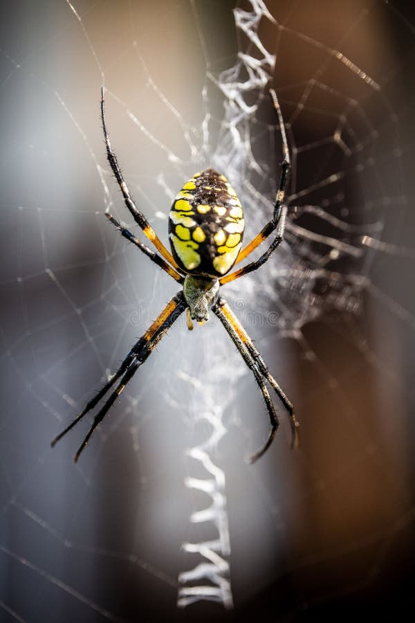 Yellow Argiope Spider Making a Web Stock Image - Image of vertical ...