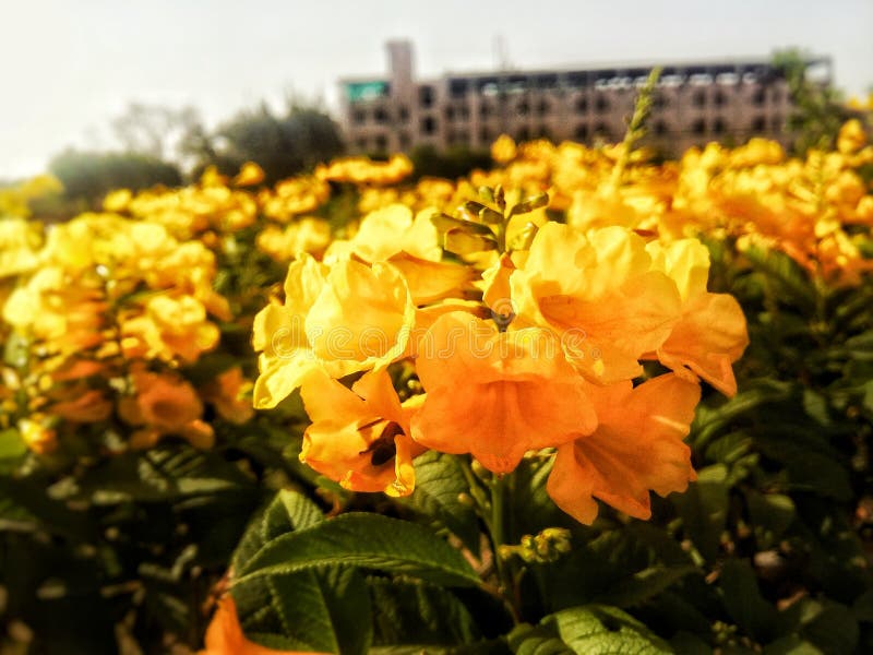 Yellow army stock photo. Image of tempting, army, yellow - 103173338