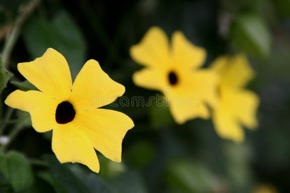 Yellow array of flowers stock image. Image of abstract - 610527