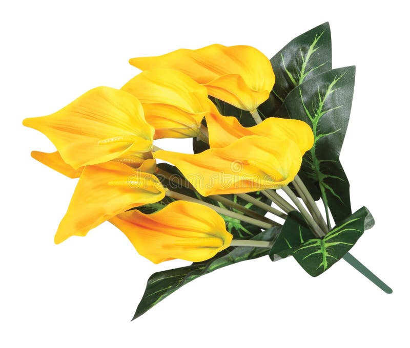 Anturium stock photo. Image of white, anturium, anthurium - 95321434