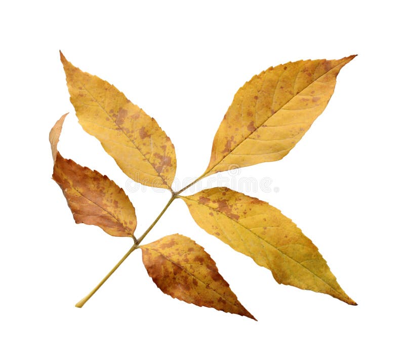 Yellow Ash Leaf on Transparent Background. Stock Image - Image of ...