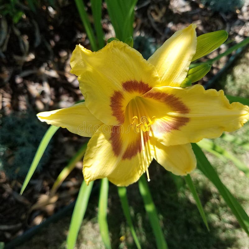Yellow Asian Lilly stock image. Image of fora, basket - 227686155