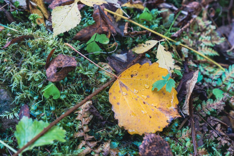 Yellow Aspen Leaf on the Forest Ground Stock Image - Image of fall ...