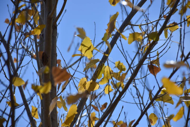 Yellow Aspen Leaves stock photo. Image of leaves, nature - 131331014