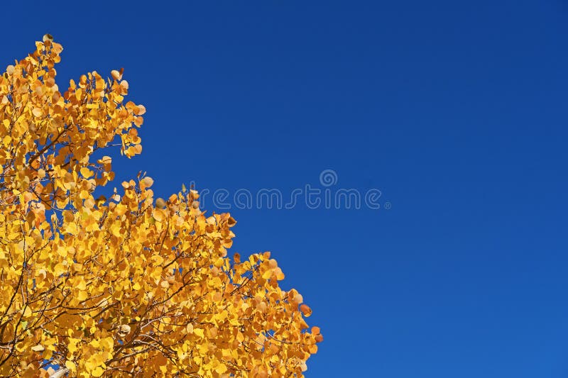 Yellow Aspen Leaves with Blus Sky Background and Copyspace Stock Photo ...