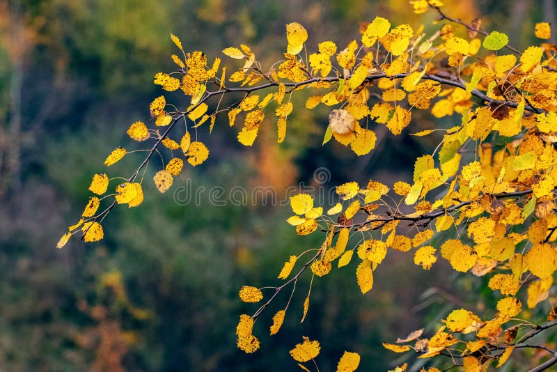 Yellow Aspen Leaves on a Tree in the Autumn Forest Stock Image - Image ...