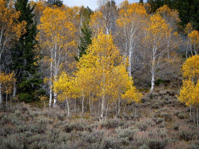 Yellow Aspen Standing Out in an Autumn Forest Stock Photo - Image of ...